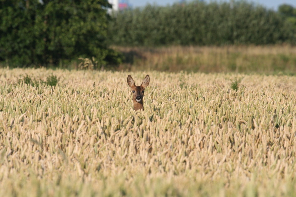 Reebronst, fiepen in Engeland | De Jacht