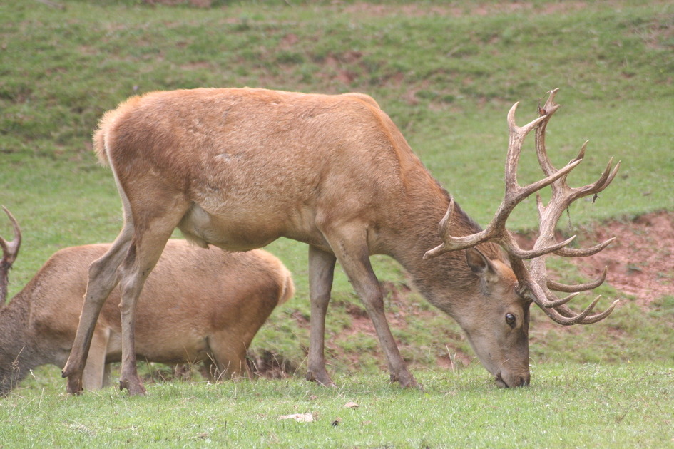 Wil je een hert schieten? | De Jacht