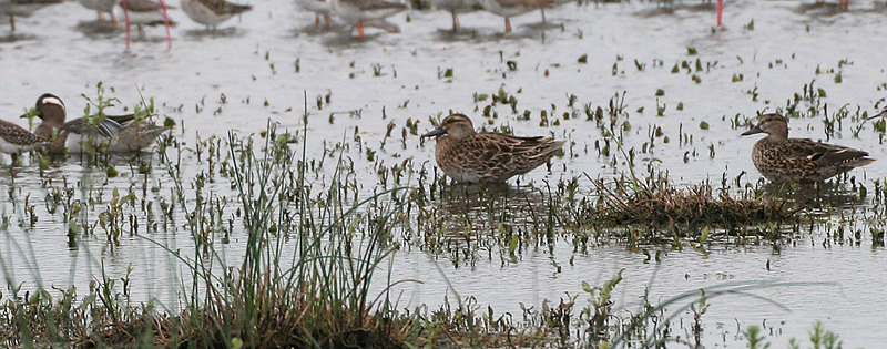 Zomertaling | De Jacht