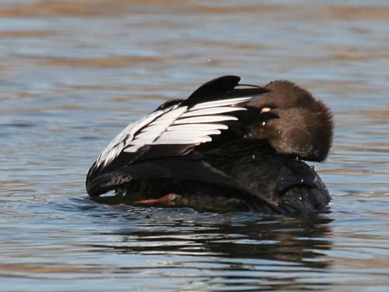 Duikeenden | De Jacht