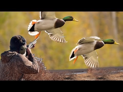 Big Ducks On Tiny Farm Ponds! {catch Clean Cook} The Most Enjoyable ...