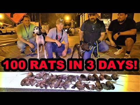 100's Of City Rats Everywhere!!! | De Jacht