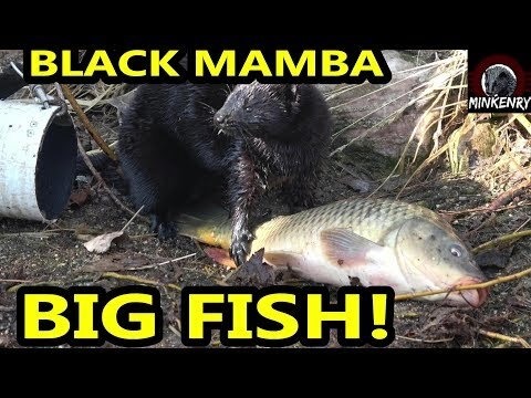 Black Mamba Catches 4 Big Fish! | De Jacht