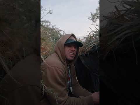 Chasing Ducks In Alberta Is A Whole Different Game. Have You Seen The ...