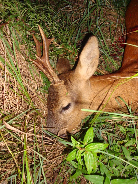 De autobaanbok | De Jacht