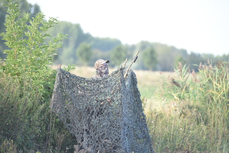Duiven in de tarwe | De Jacht