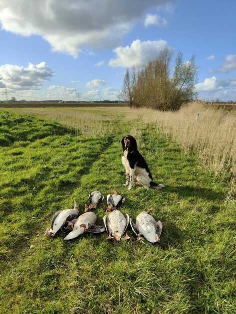 Even op de ganzen, door een jonge jager. | De Jacht